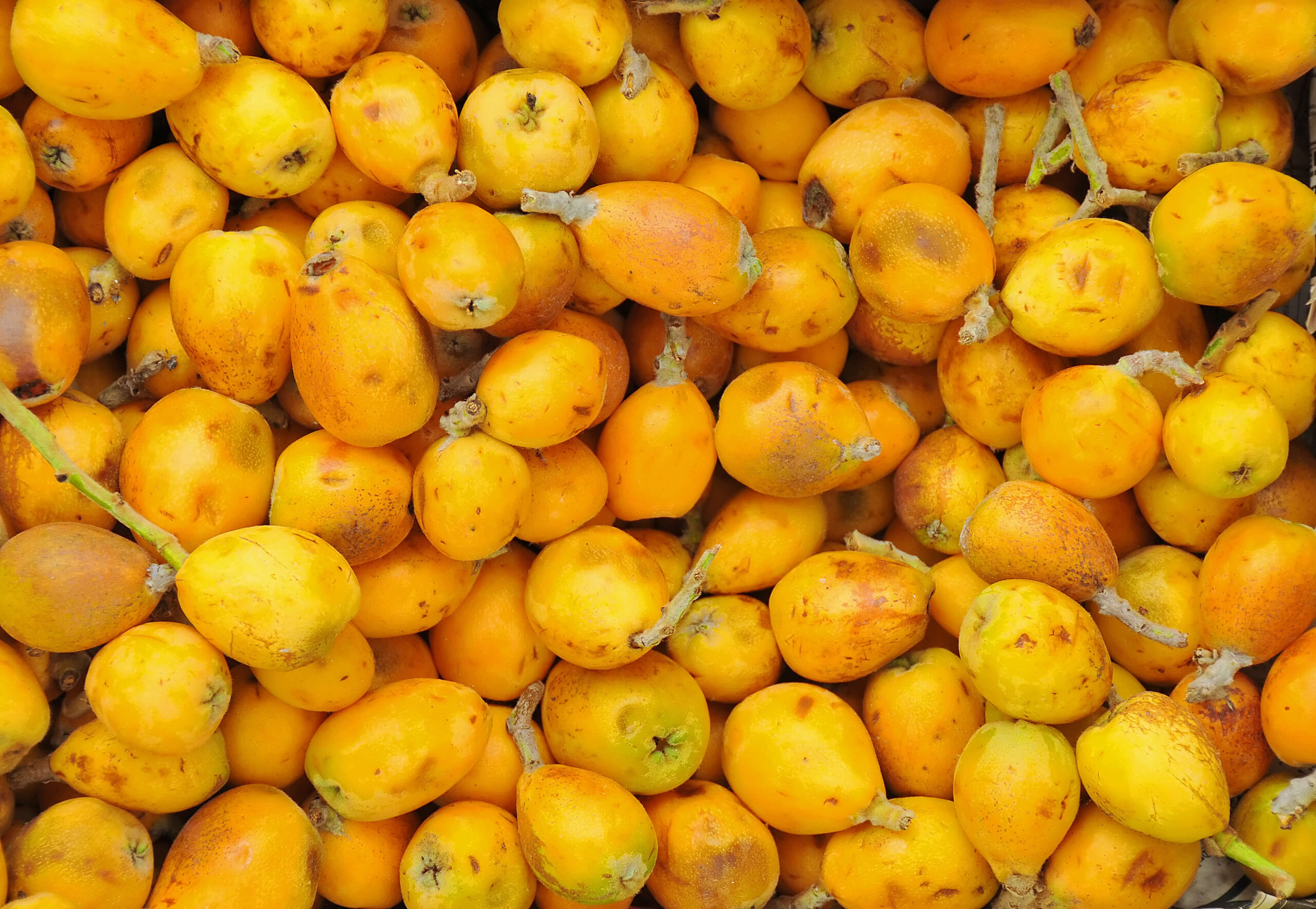 Benefits of marula seed oil for your skin • bare beauty glow.